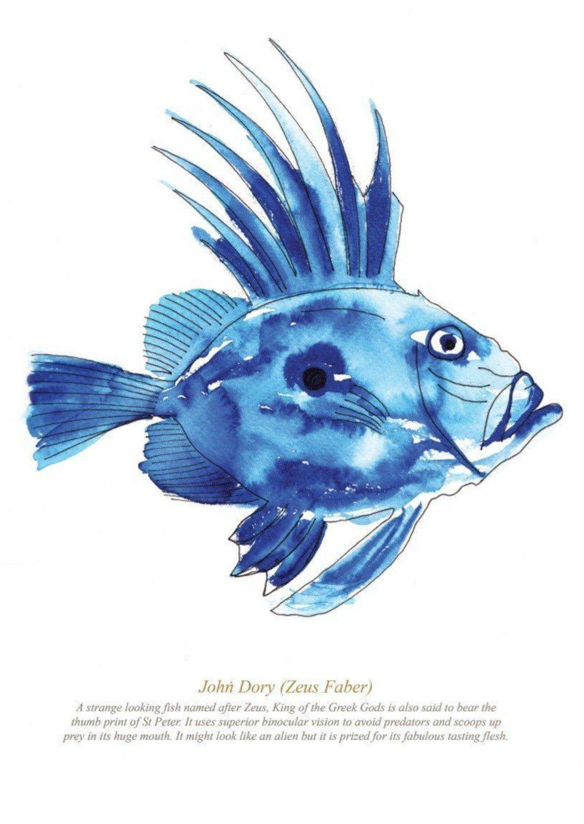 John Dory Watercolour Print – Quayside Furniture
